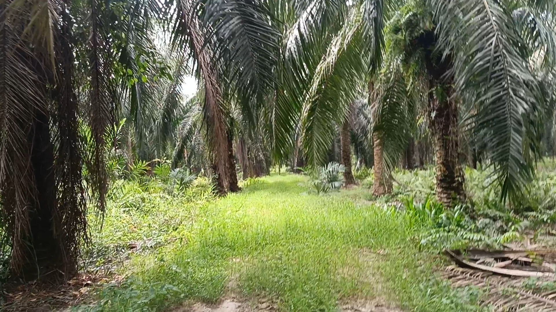 palm leaf rooftop Instance Segmentation Dataset and Pre-Trained Model by active learning setup