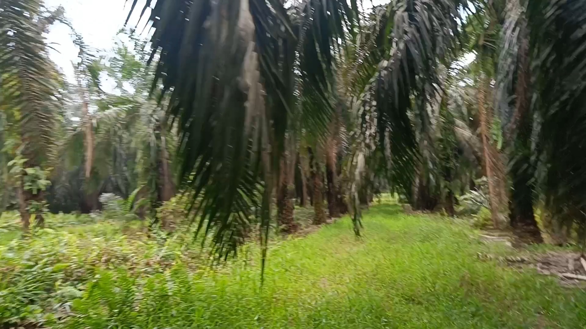 How to Use the palm leaf field rooftop mix Instance Segmentation API