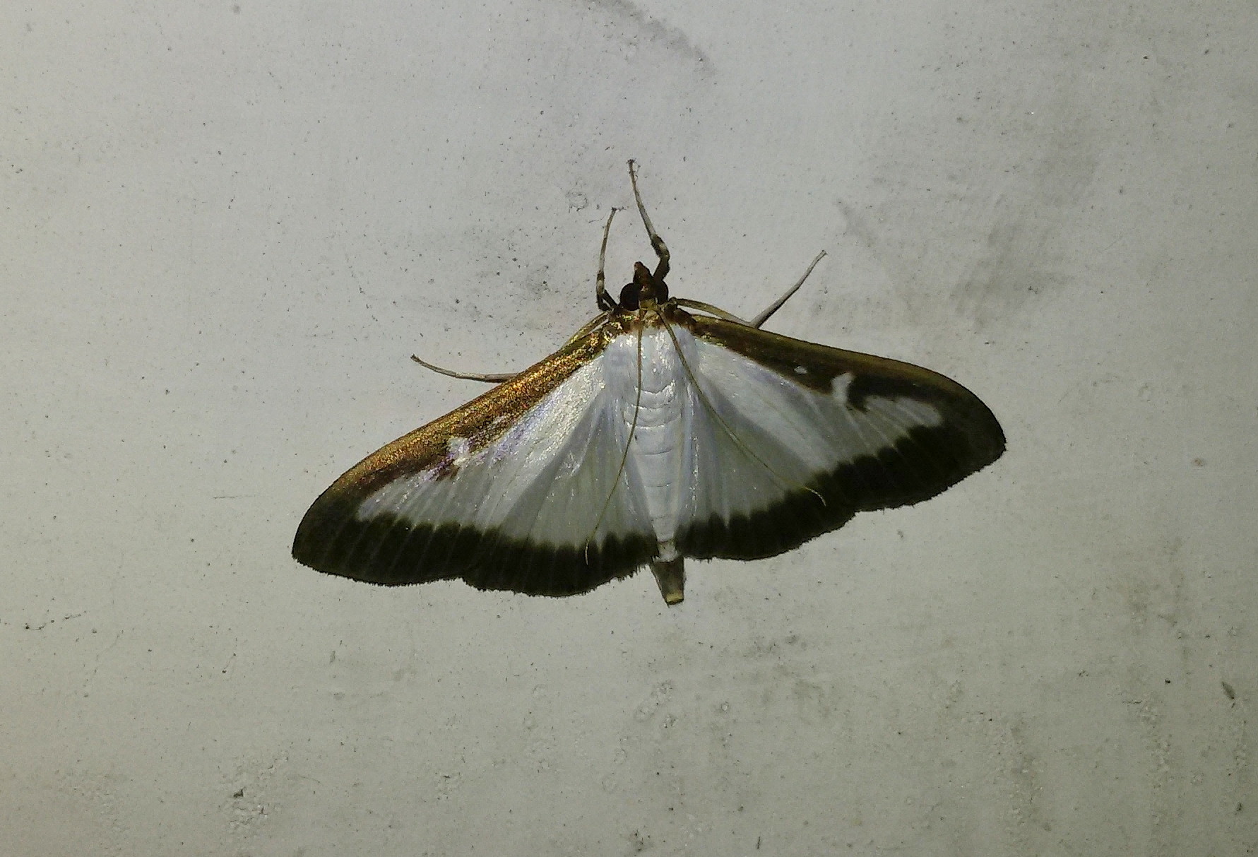 Box Tree Moth Object Detection Dataset by Insect Identification