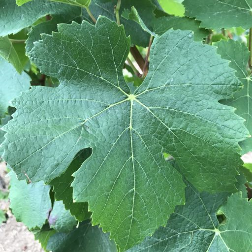 Leaf Semantic Segmentation Dataset by lucky