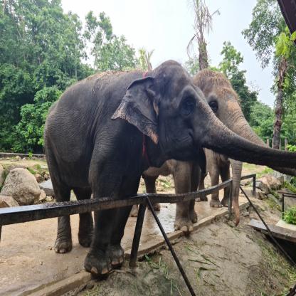 Elephant detector Object Detection Dataset and Pre-Trained Model by elephant detection