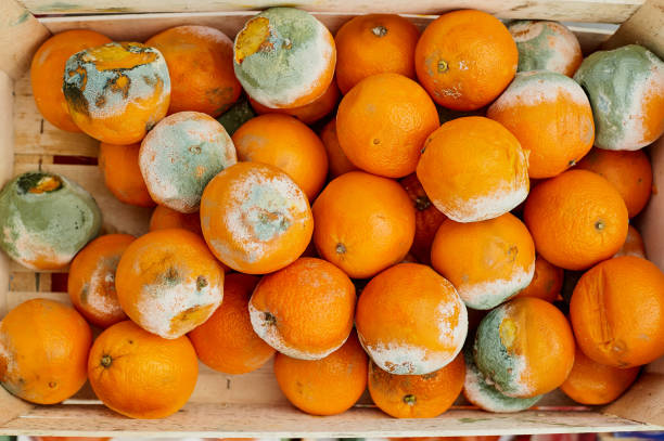 Rotten Oranges Object Detection Dataset by Zaunto