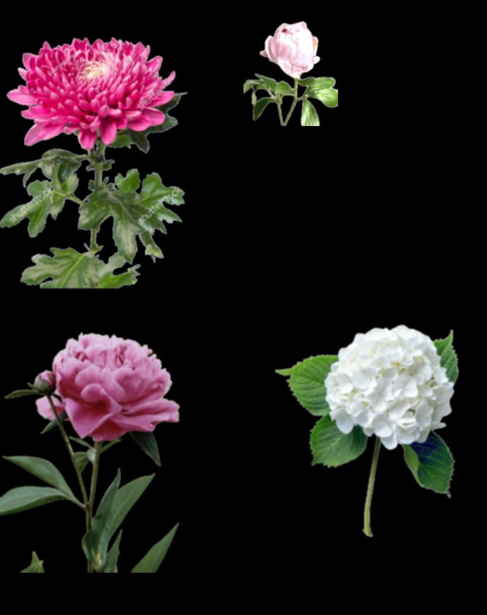 Flowerstypes Object Detection Dataset And Pre Trained Model By Flowersdataset