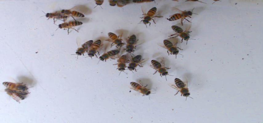 Bee Counting Object Detection Dataset and Pre-Trained Model by James