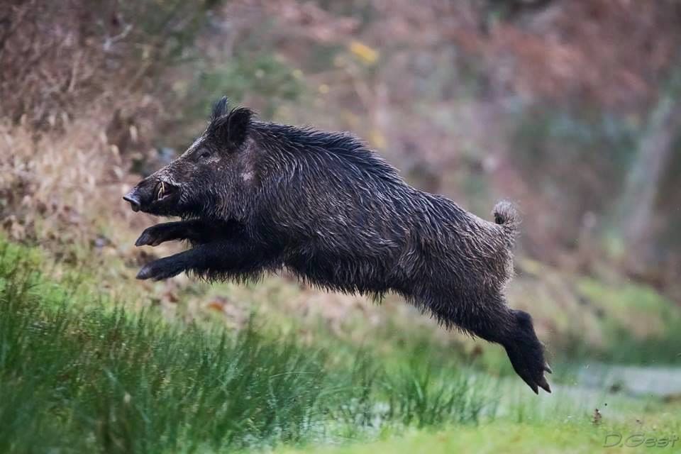 Wild Boar Detecting Object Detection Model by Cihat Bal