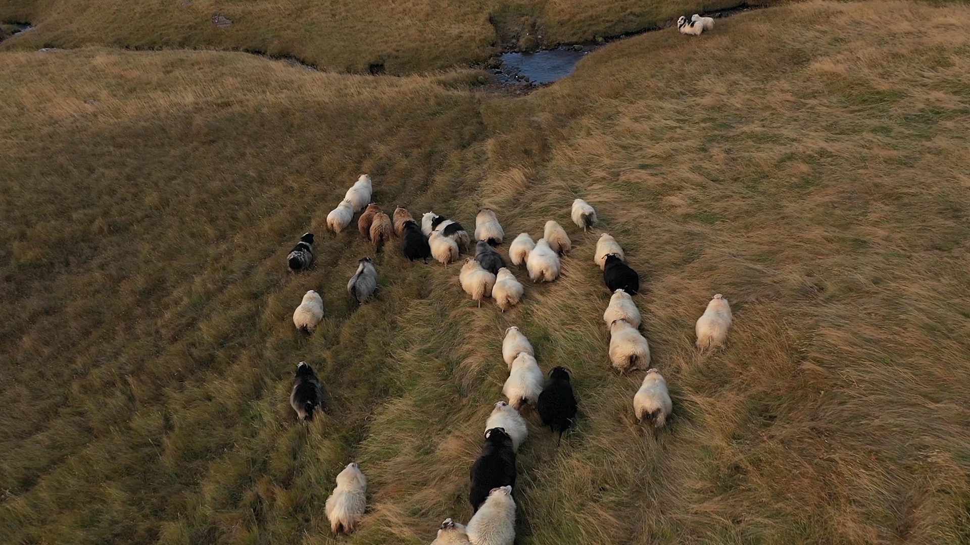 video_sheep Object Detection Model by CValiente