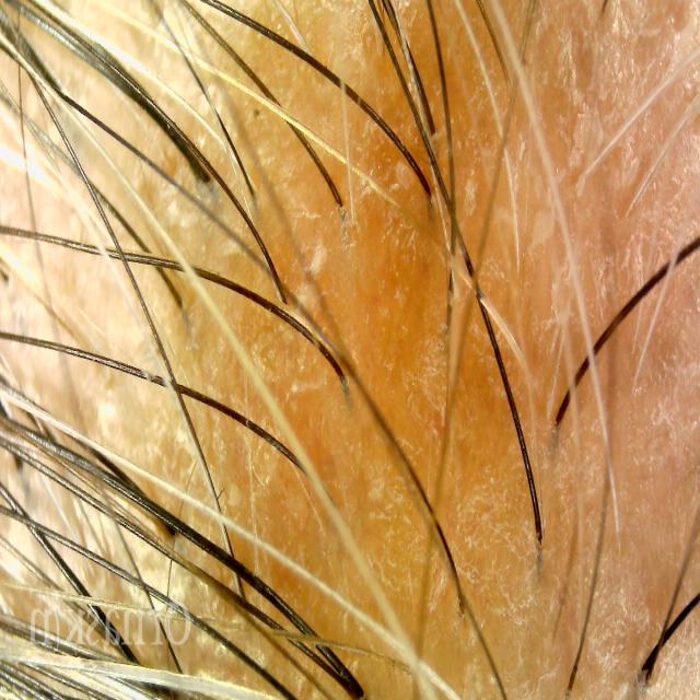 Hair Detects Object Detection Model by mercredi