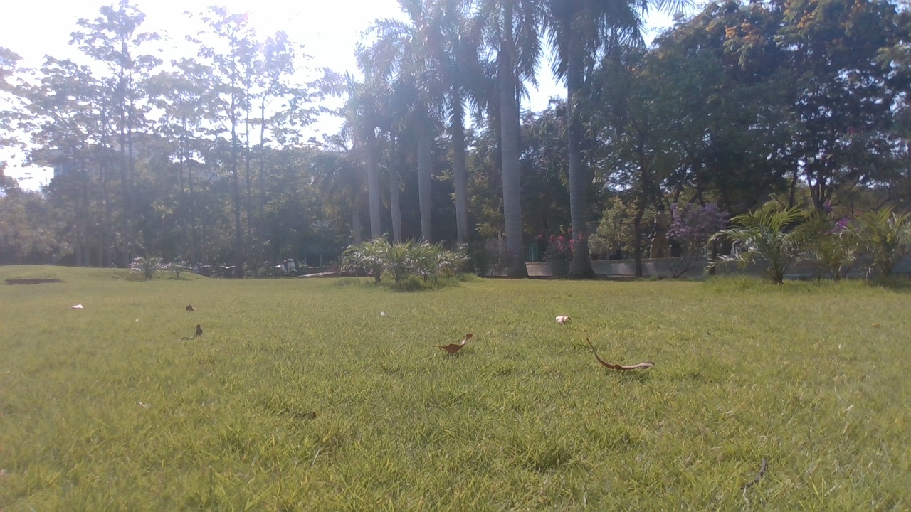 lawn detection Object Detection Dataset by denstilwell