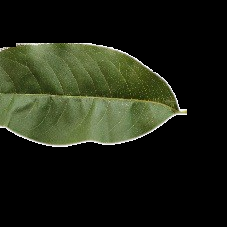 healty leaf Instance Segmentation Model by Agricult