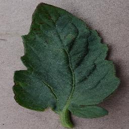 Tomato Leaf Diseases detection Object Detection Dataset by lokesh