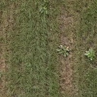 How to Use the grass weeds Object Detection API