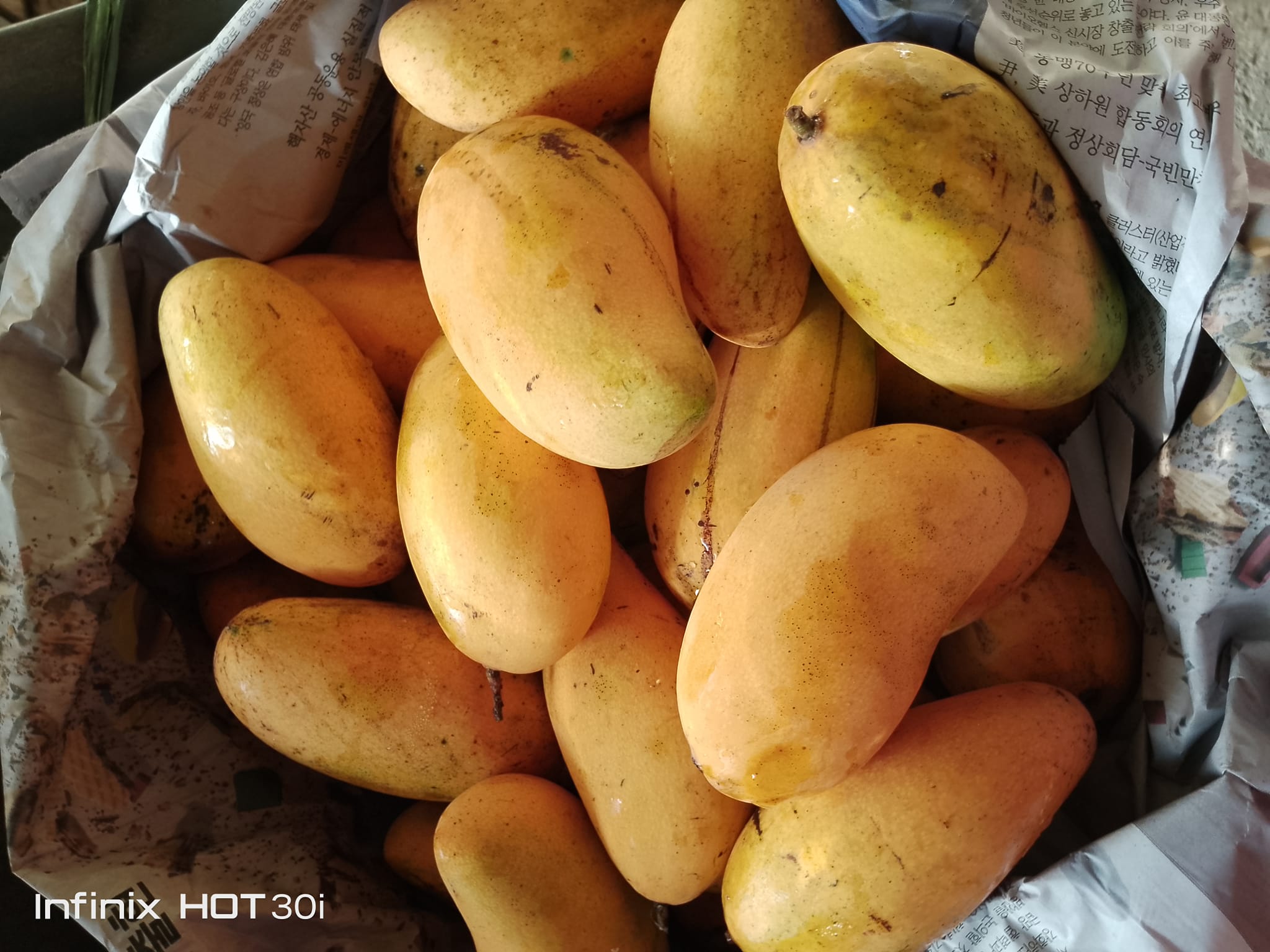 Mango Ripeness Object Detection Dataset And Pre Trained Model By Jobbie