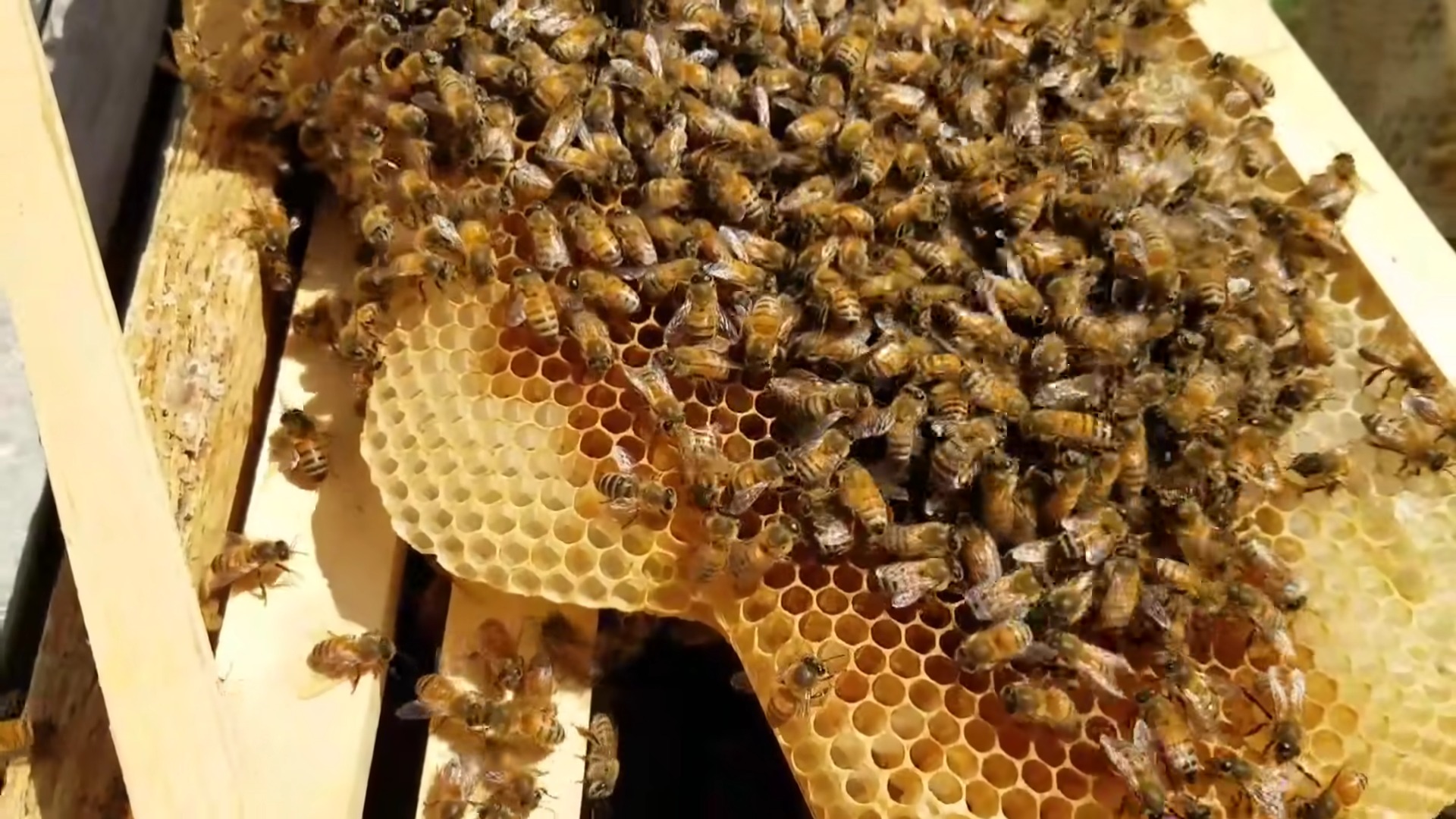 Bees Object Detection Dataset And Pre Trained Model By Akge