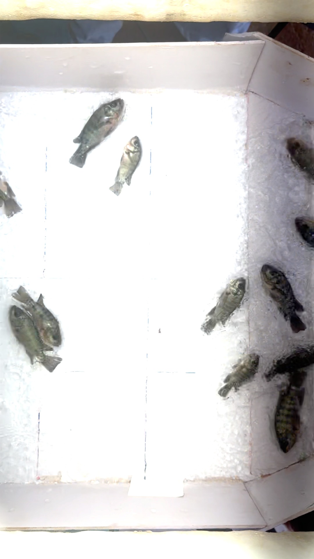 tilapia 50 - 600 Object Detection Dataset by Tilapia 50