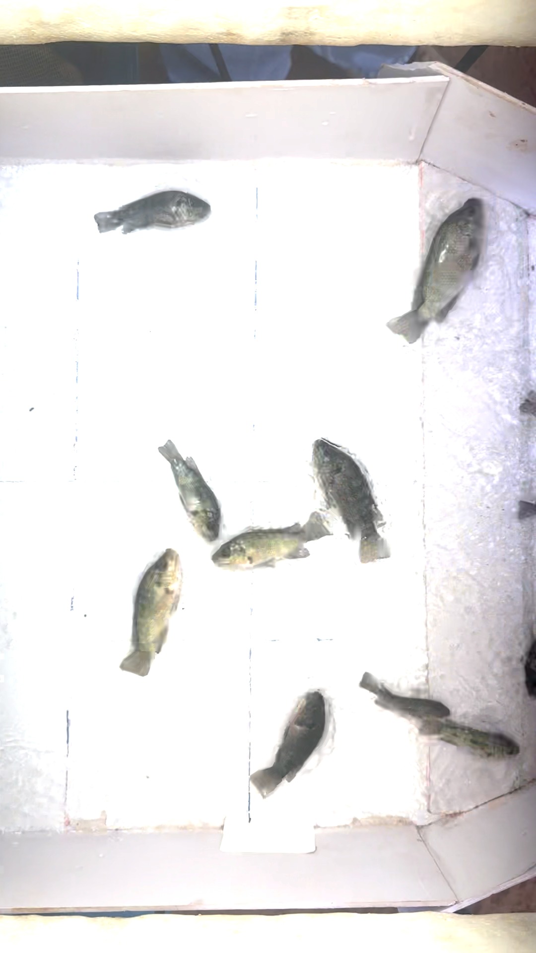 tilapia 50 - 100 Object Detection Dataset and Pre-Trained Model by Tilapia 50