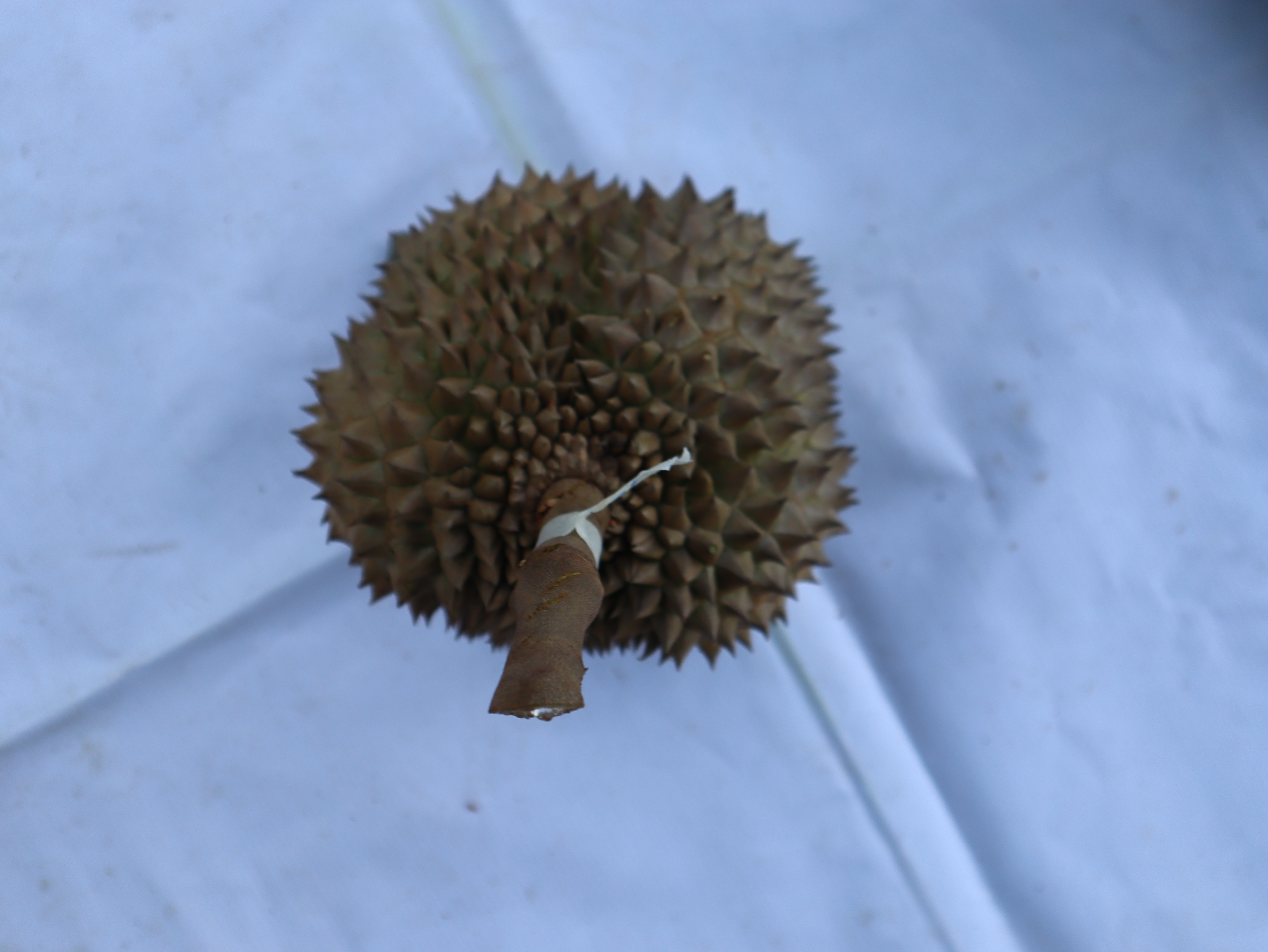 locules_v2 Instance Segmentation Model by ARMdroid