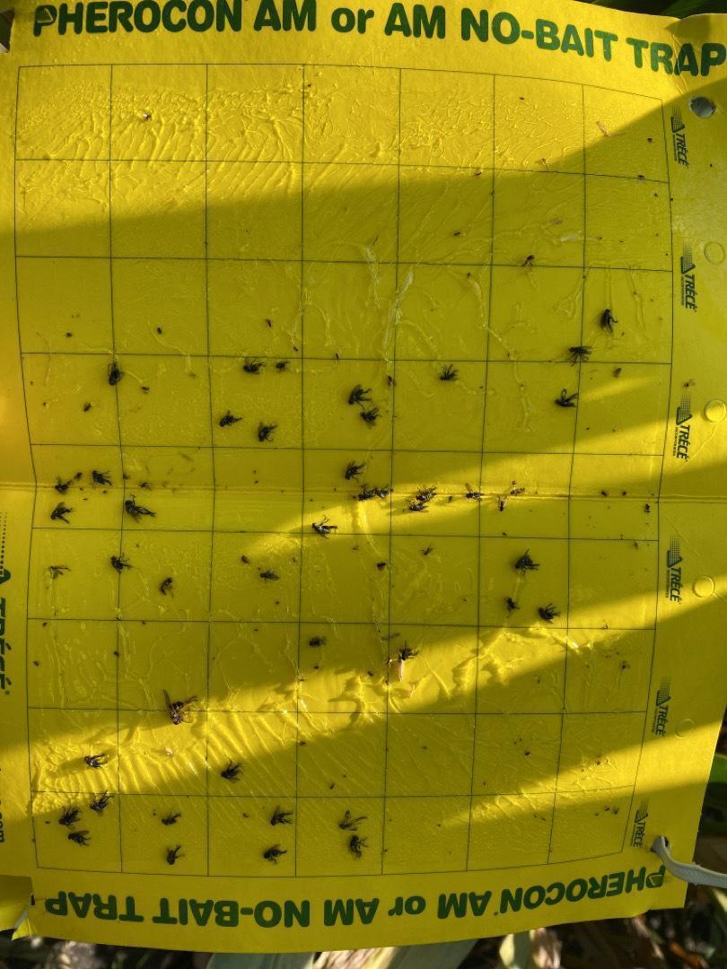 Insect Update Object Detection Dataset By Yolotest