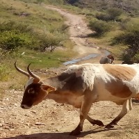 cow , buffalo Object Detection Dataset by Object Detection