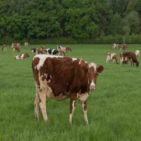 cow , buffalo Object Detection Dataset by Object Detection