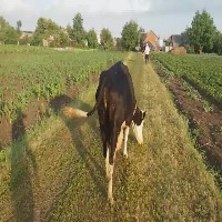 cow , buffalo Object Detection Dataset by Object Detection