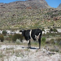 cow , buffalo Object Detection Dataset by Object Detection