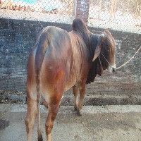 cow , buffalo Object Detection Dataset by Object Detection