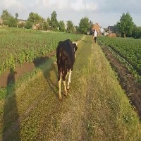 cow , buffalo Object Detection Dataset by Object Detection