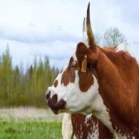 cow , buffalo Object Detection Dataset by Object Detection