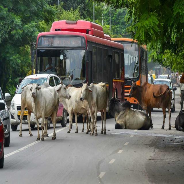 Cow Detection Object Detection Dataset By Object Detection
