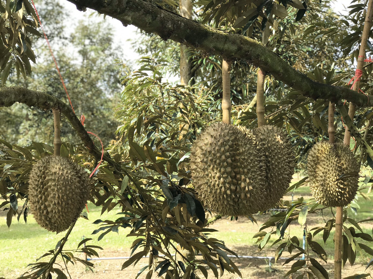 How To Use The Durian Object Detection Api