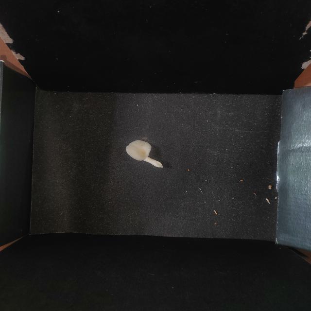 Mushroomclassifier Object Detection Dataset By Aidans Lab
