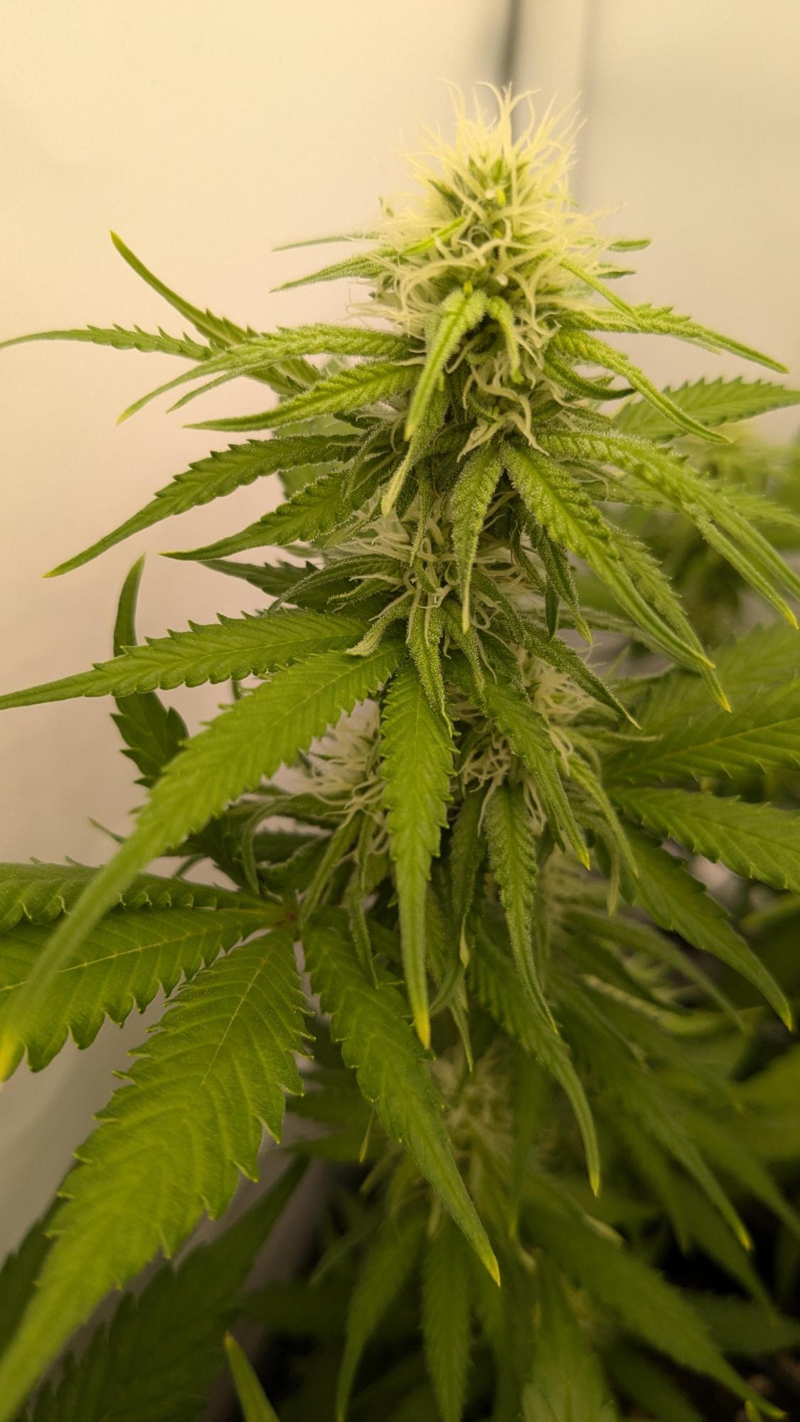 Nut Classification Dataset by calyx