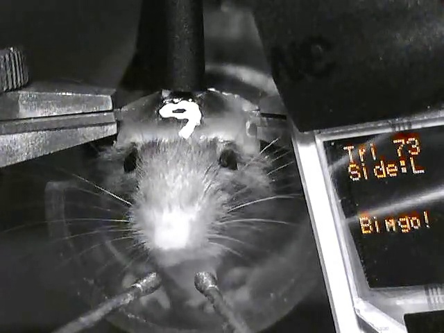 mice_lick_v3 Object Detection Dataset by NEDLAB