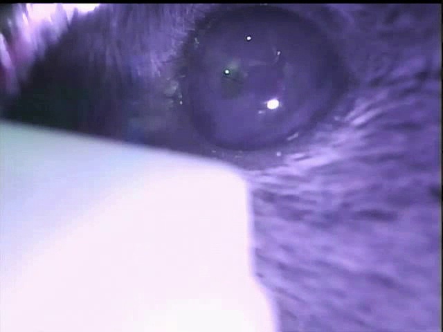 Mice Pupil Object Detection Dataset By Nedlab