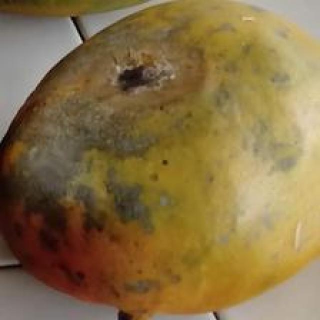 Mango Object Detection Dataset V1 2023 10 19 1 15pm By Cocoa