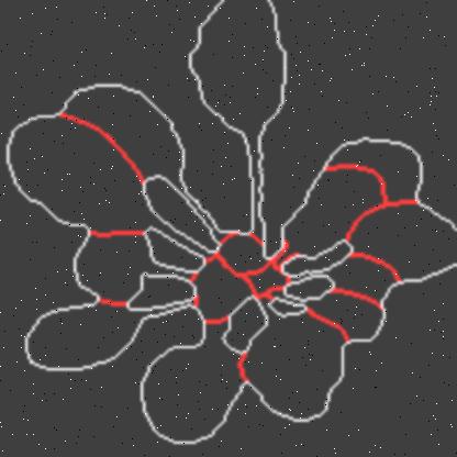 Plant_top_view Instance Segmentation Dataset by Giovi