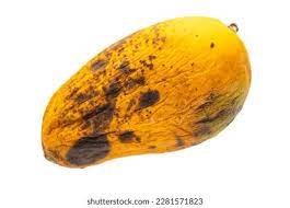 Mango Object Detection Model by 8sem II