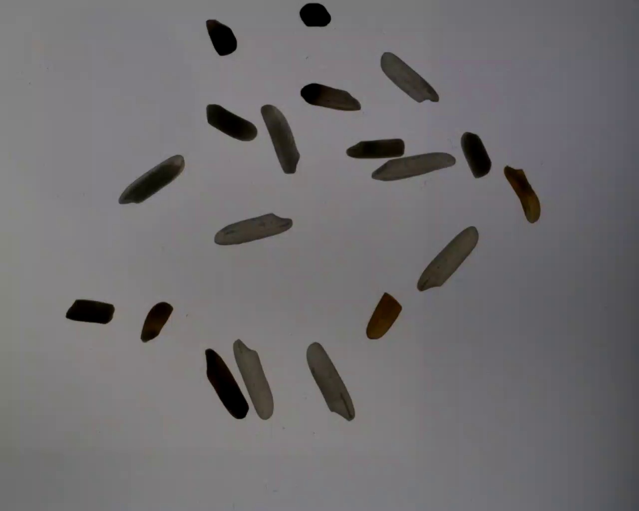 Rice Object Detection Model By Asia Pacific University