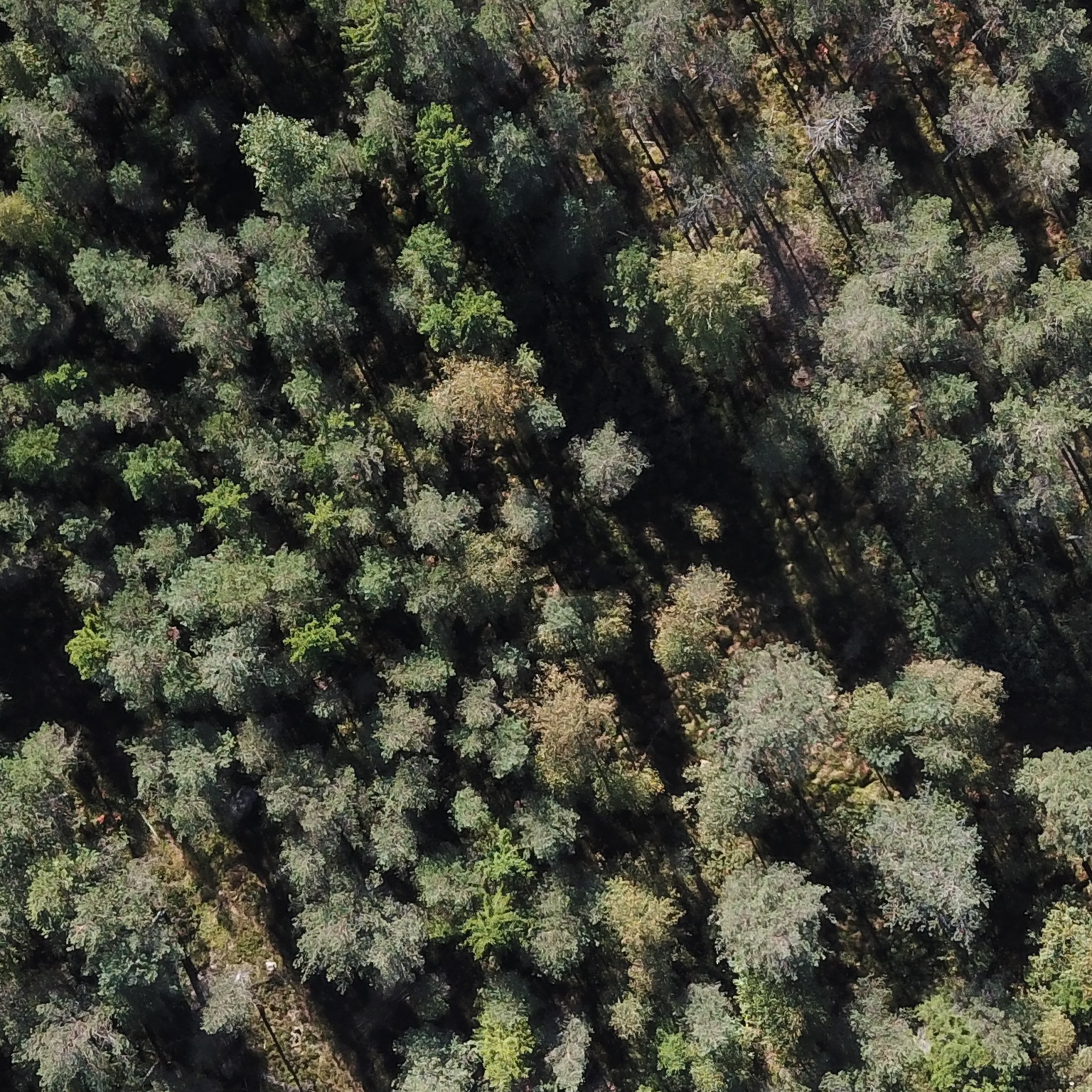 Angles_trees Object Detection Model by School