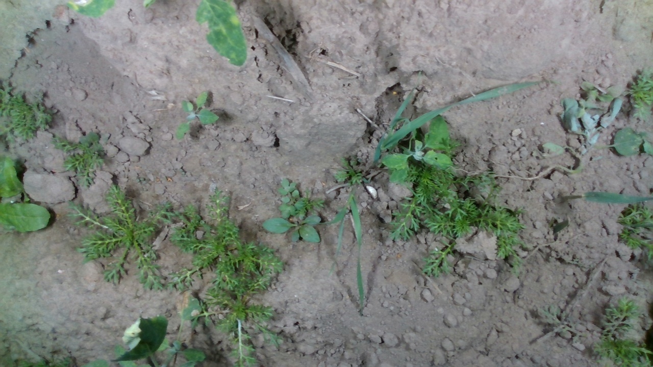 Weeds&Crops Object Detection Dataset by Weed