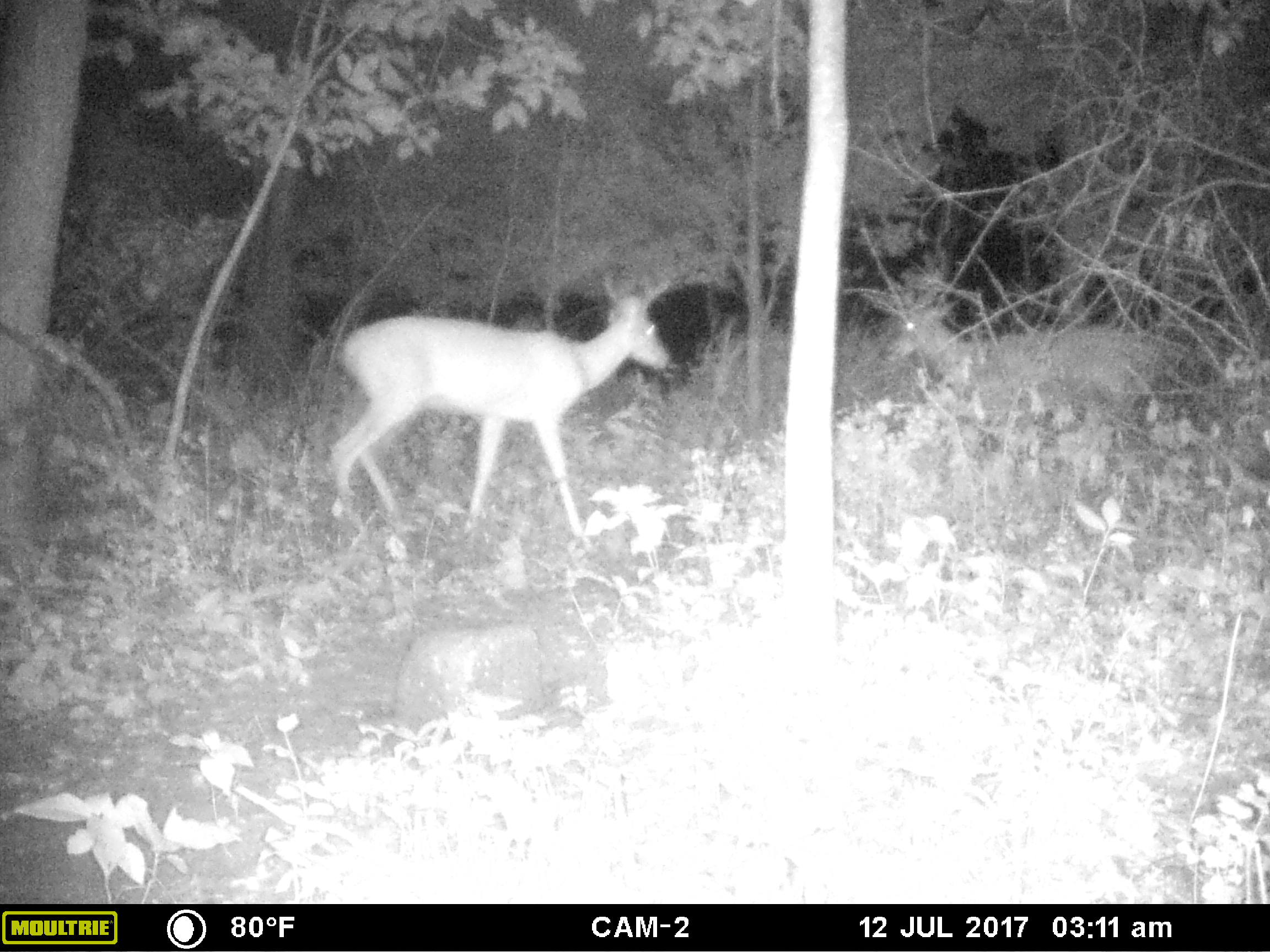 Whitetail Deer Object Detection Dataset by RackIT