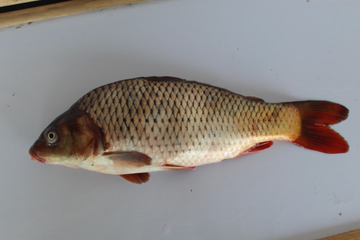 Fish Detection Using Deep Learning Object Detection Dataset and Pre ...