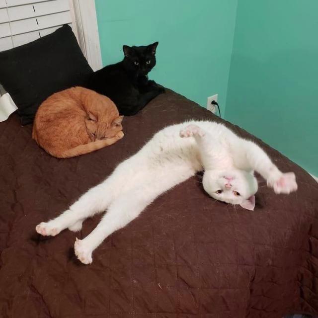 Cat Object Detection Dataset by Sagar Rajput