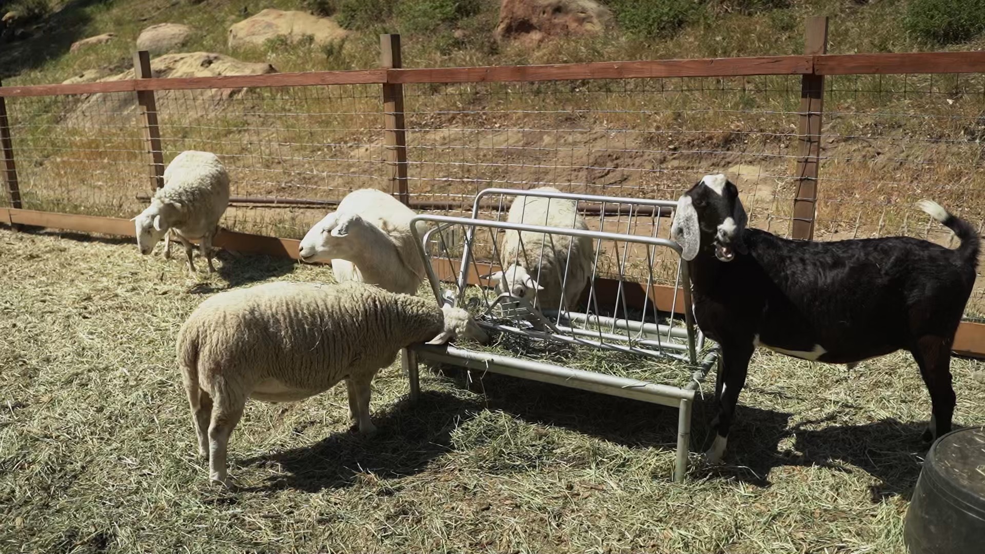 Goat Object Detection Dataset by home