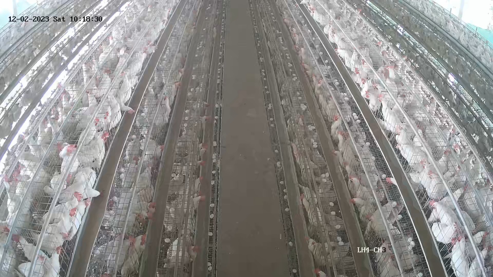 hen-cctv-4 Object Detection Dataset by demoworkspace