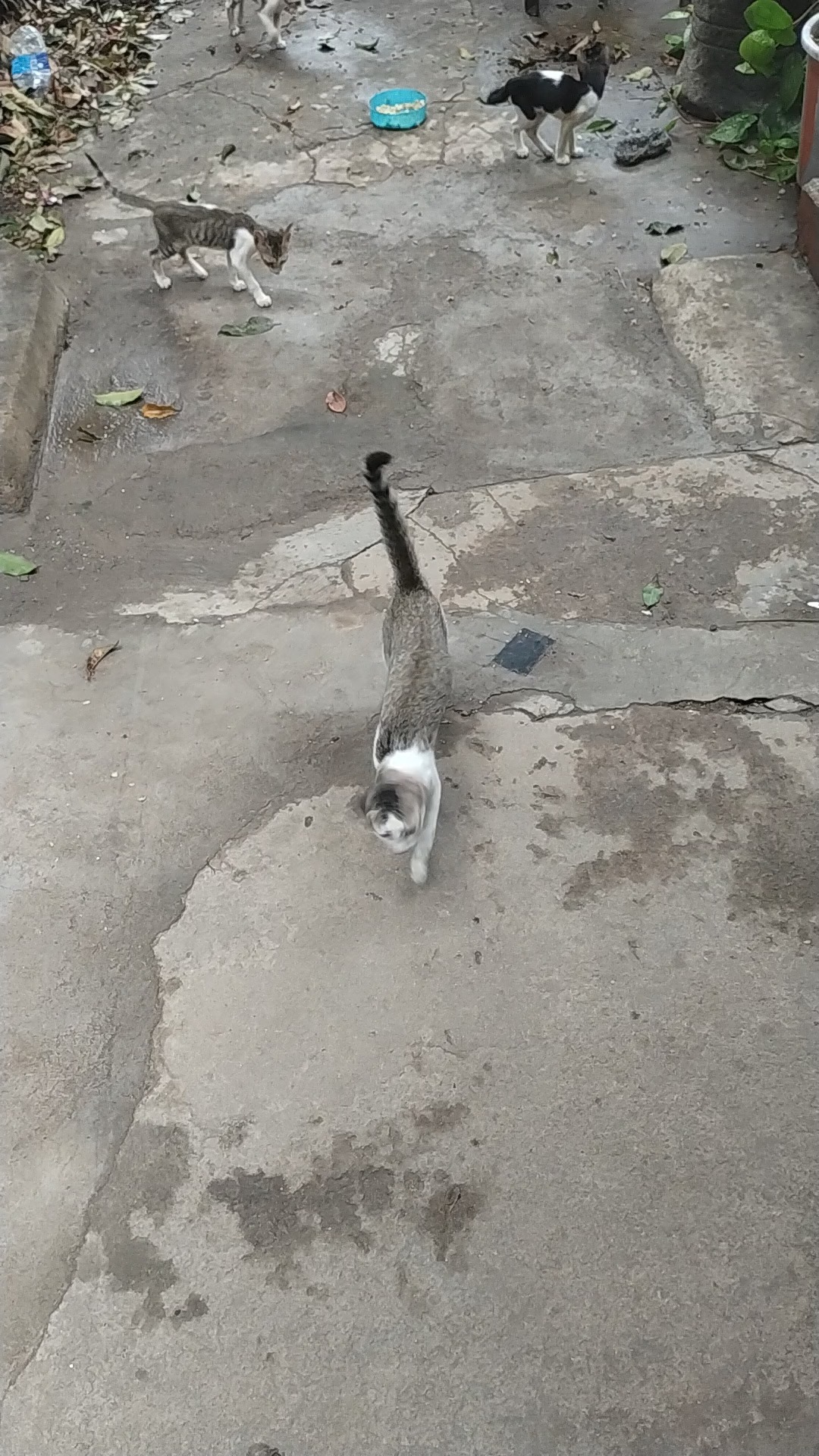 cats Object Detection Dataset by demoworkspace