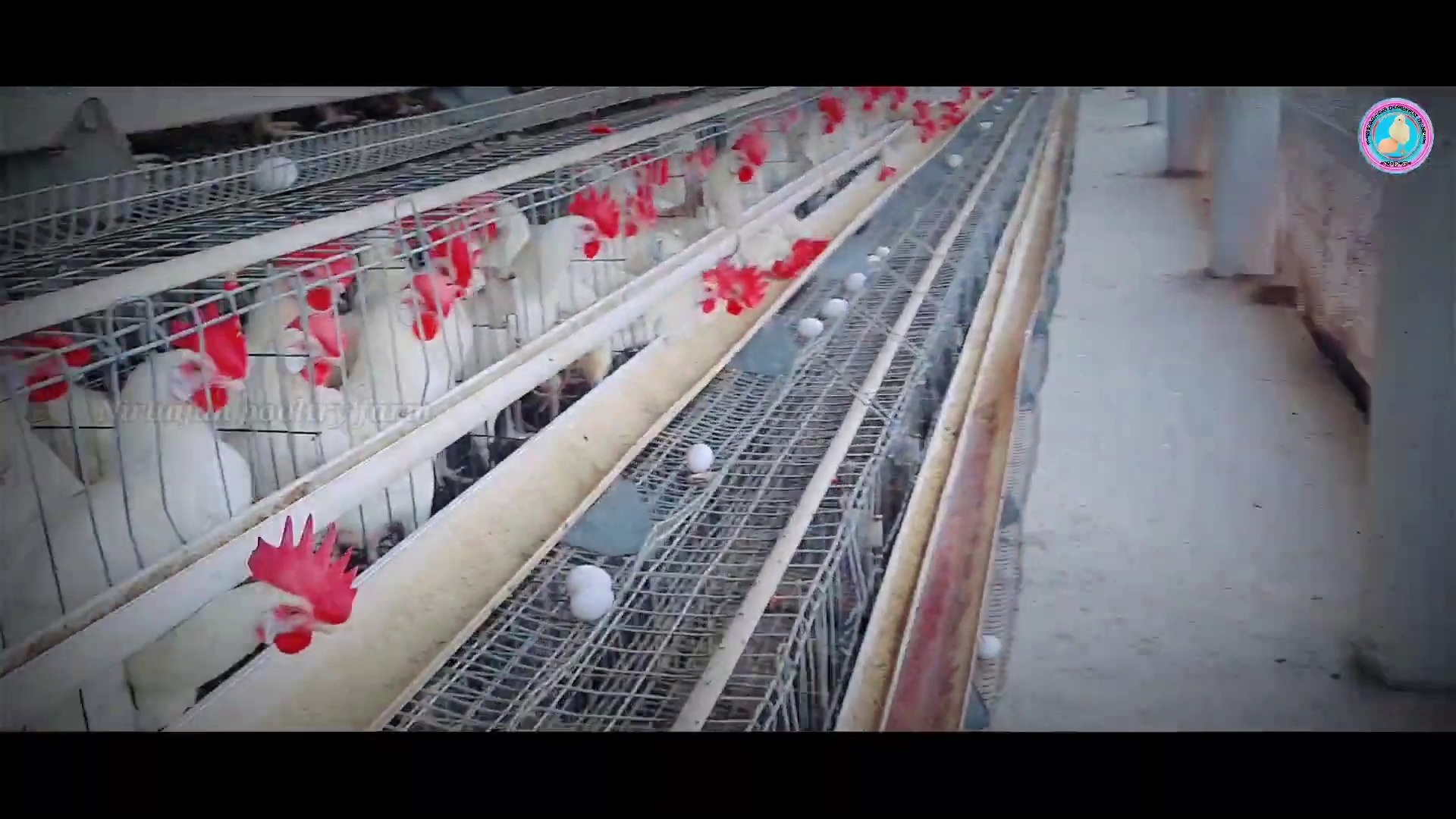 Hens And Eggs Object Detection Dataset By Demoworkspace