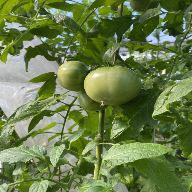Tomato Object Detection Dataset And Pre Trained Model By Object Detection