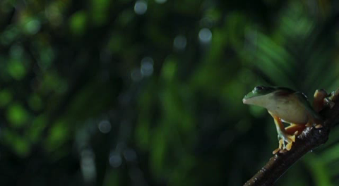 Frog_tracking Object Detection Model by DLtrain