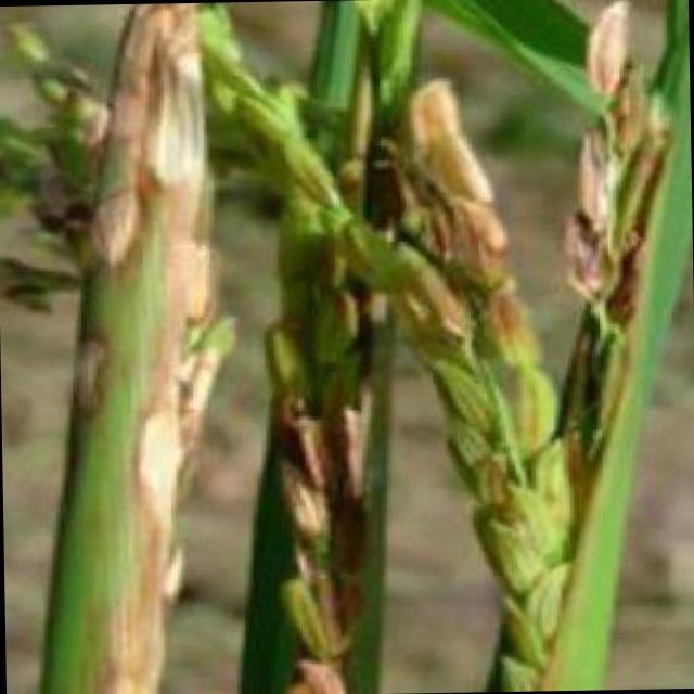 Paddy Disease Object Detection Dataset by I Kadek Ananda Krisna Wiralaksana